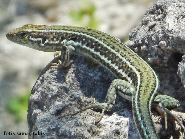 Cretan Wall Lizard | Project Noah