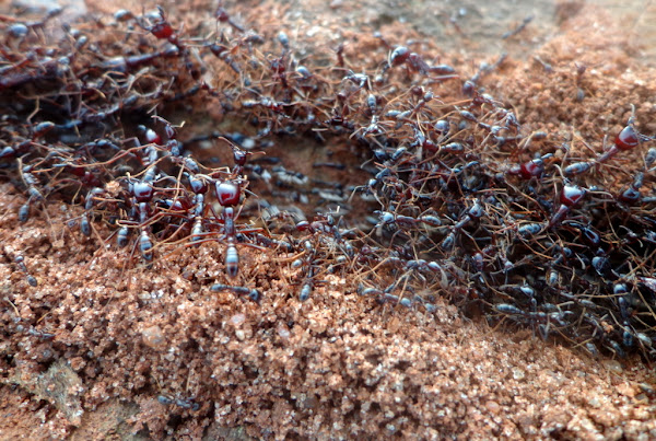 Driver ants | Project Noah