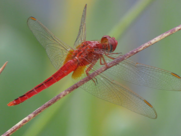 Common Redbolt | Project Noah