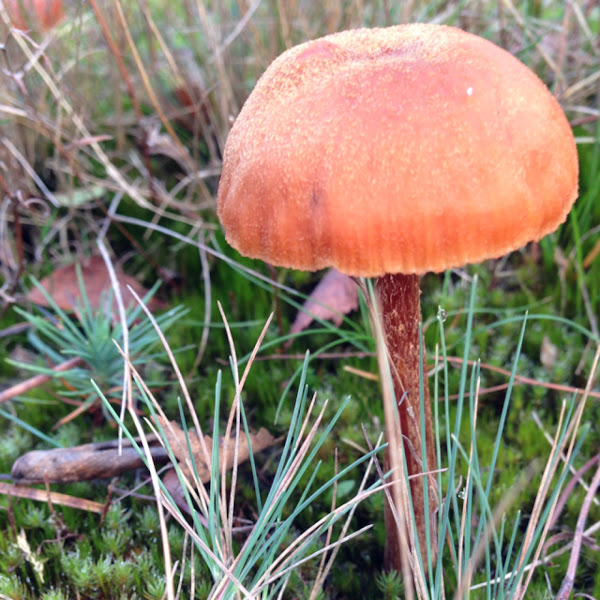 Scurfy Deceiver | Project Noah