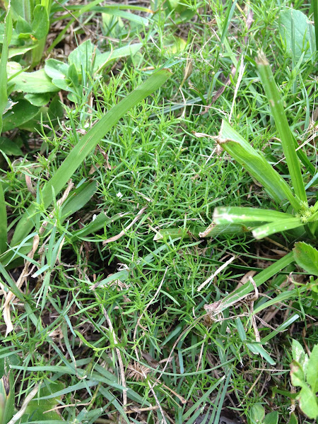 Rust Weed | Project Noah