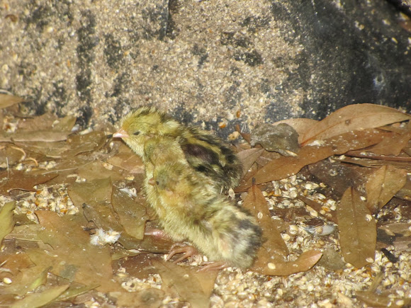 Button quail chicks | Project Noah