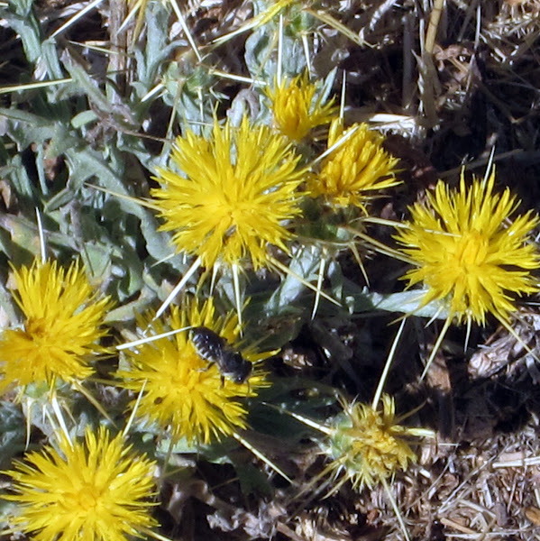 Yellow Cock Spur | Project Noah