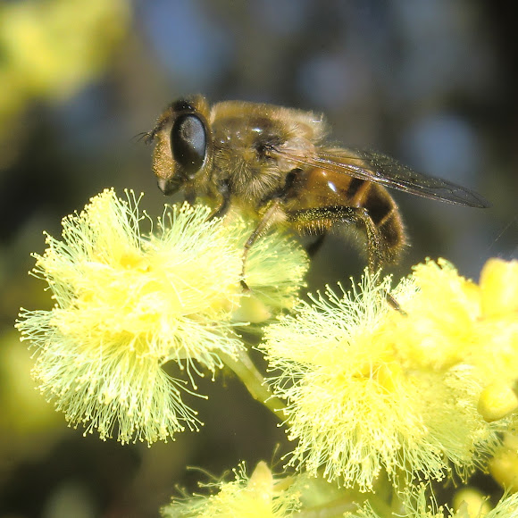 Bee mimic fly | Project Noah