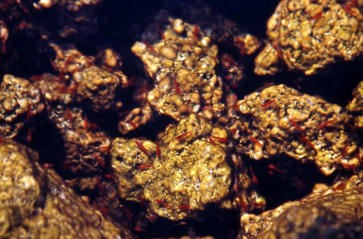 Opae' ula (Hawaiian Volcano Shrimp) | Project Noah