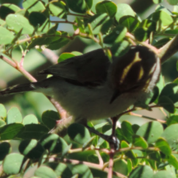 Verdin | Project Noah