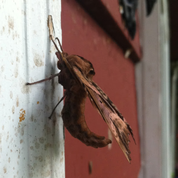 Walnut Sphinx Moth | Project Noah
