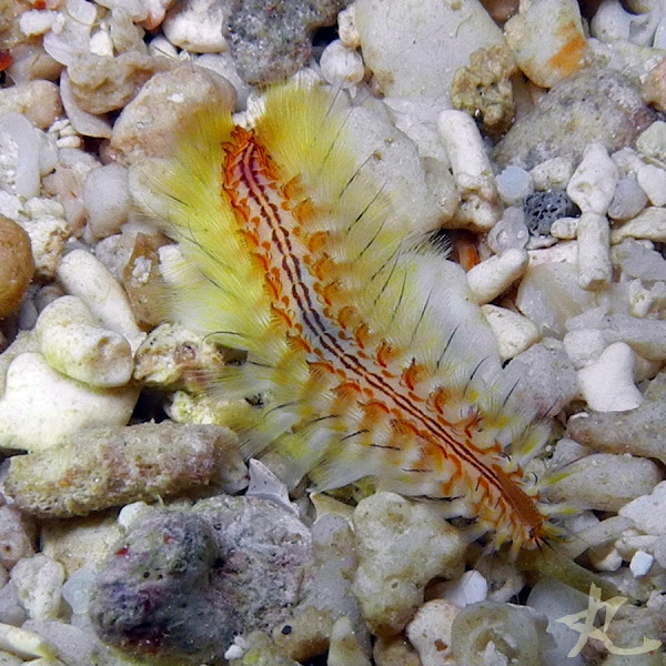 Dark-lined Fire Worm | Project Noah