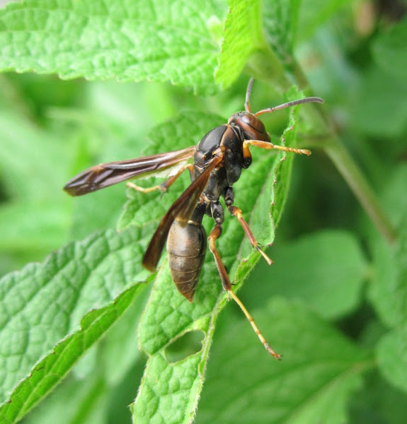 Northern Paper Wasp, female | Project Noah