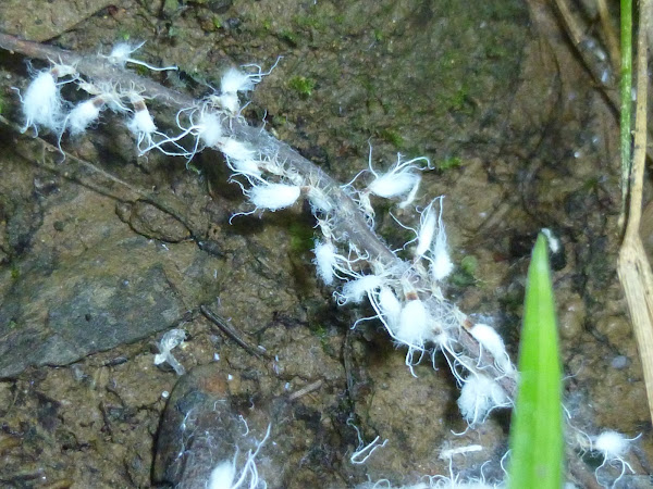 Beech Blight Aphid | Project Noah