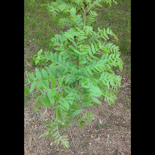 Honey Locust | Project Noah