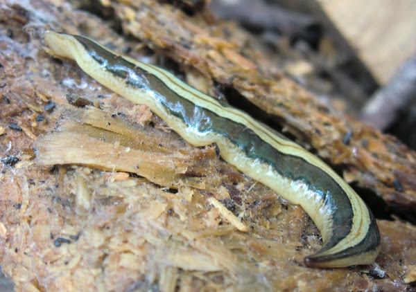 Striped Geoplanarian | Project Noah