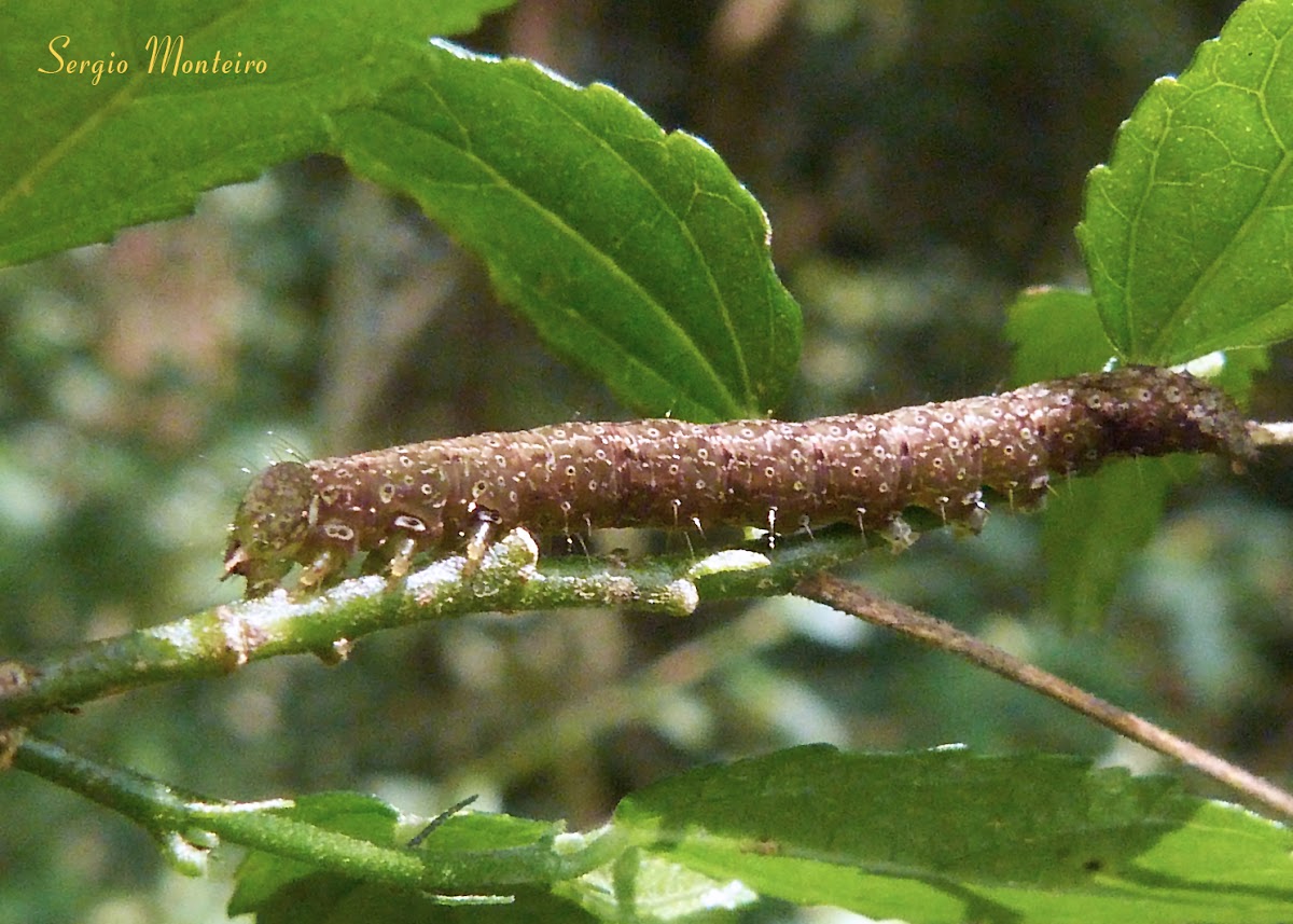 Geometrid caterpillar | Project Noah