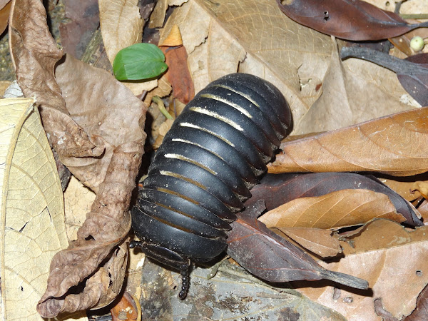 Giant Pill Millipede | Project Noah