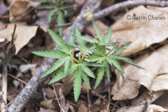 Cut-leaf Toothwort | Project Noah