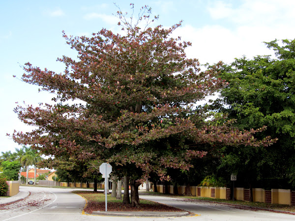 Tropical Almond | Project Noah