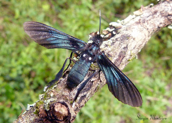 Southern Cyan Tiger Moth | Project Noah
