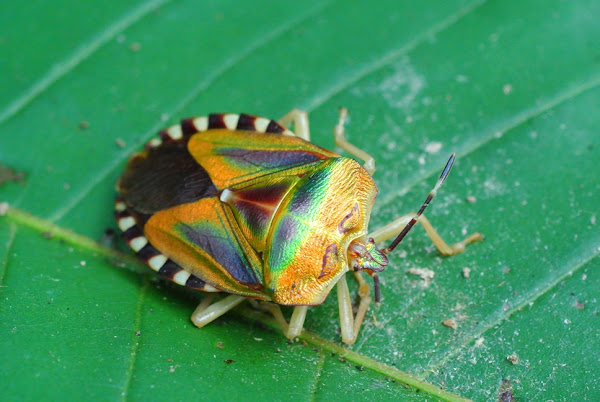 Mattiphus Sheild Bug | Project Noah