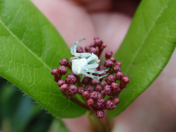Thomisus Crab Spider | Project Noah