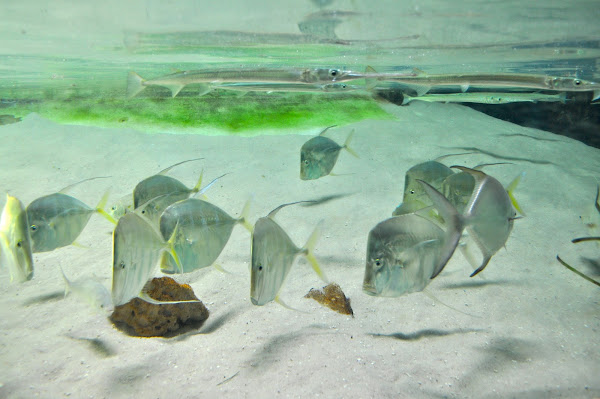 Lookdown Fish | Project Noah