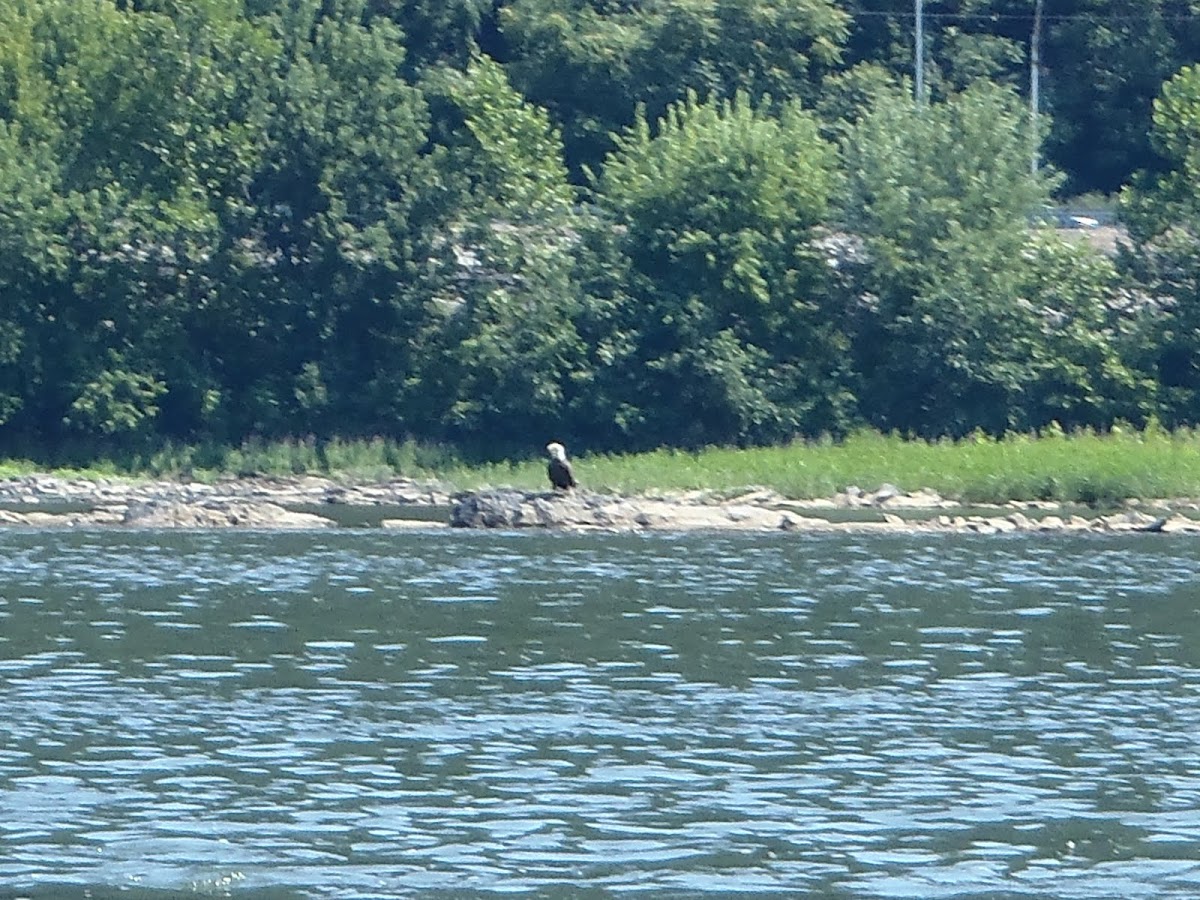 Bald Eagle | Project Noah