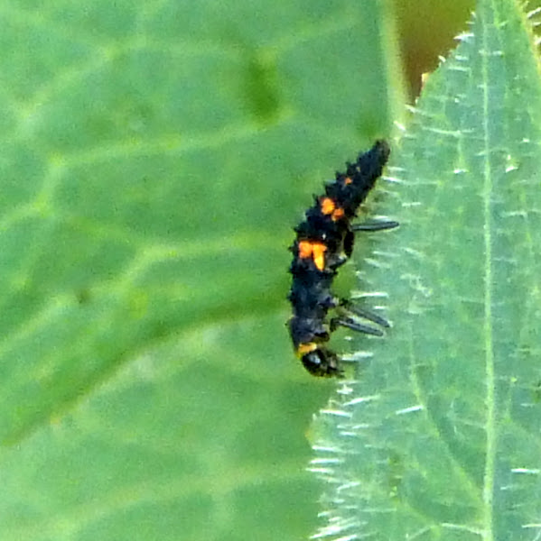 Third instar Larva of Convergent Ladybug | Project Noah