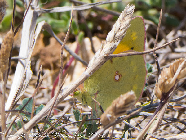 Clouded Yellow | Project Noah