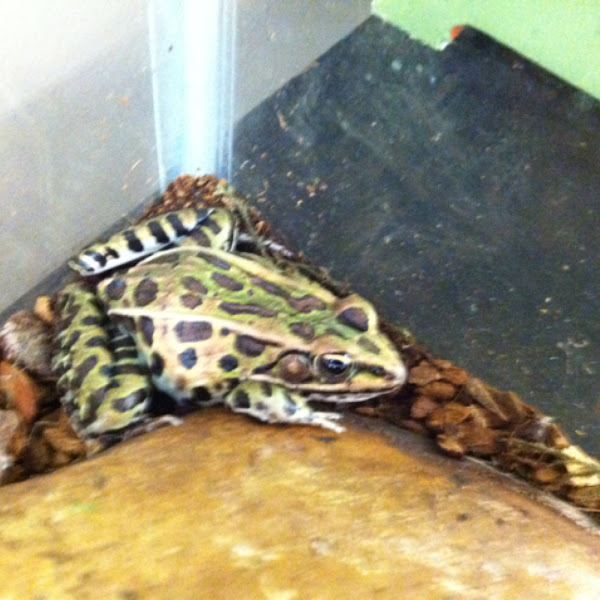 Northern Leopard frog | Project Noah