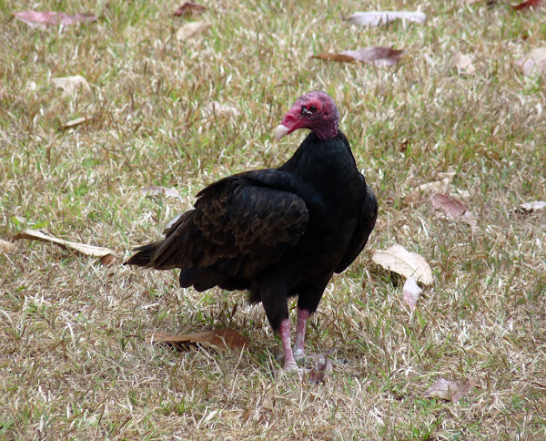 Red Head Vulture - Gallote - Noneca | Project Noah