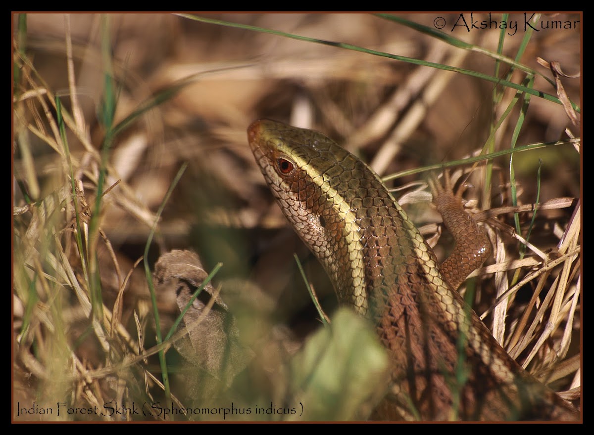 Indian forest skink | Project Noah