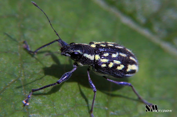 Yellow spotted weevil | Project Noah