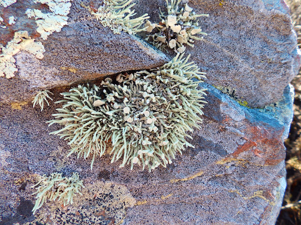 Lichen | Project Noah