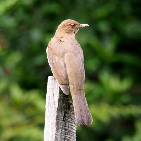 Clay-colored Thrush | Project Noah