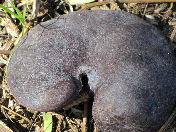 Monkey ear tree | Project Noah