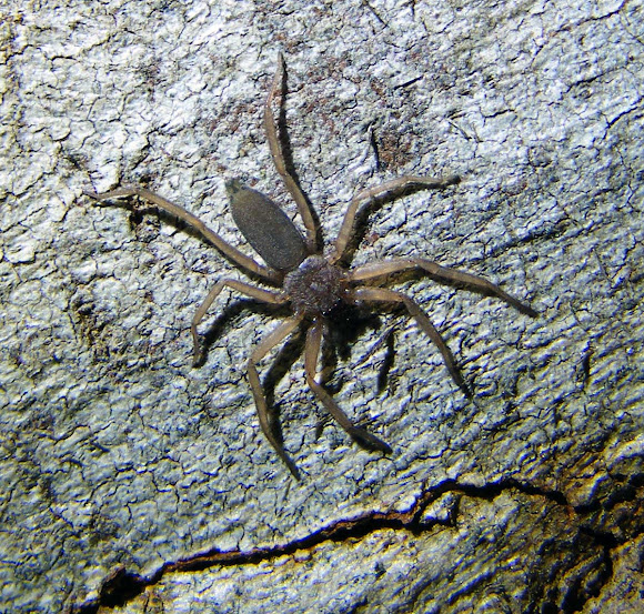 Flat Spider | Project Noah