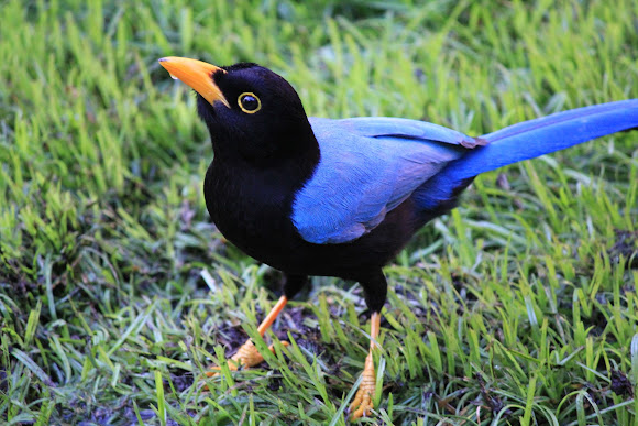 Yucatan Jay | Project Noah