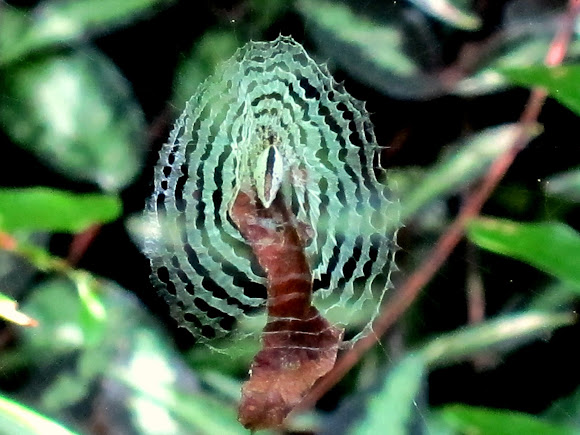 Variable Decoy Spider | Project Noah