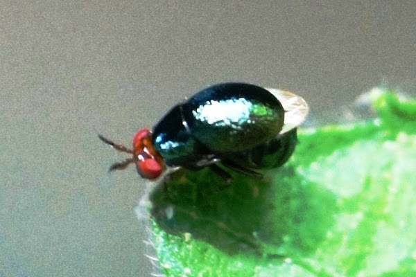 Beetle Fly or Beetle-backed Fly | Project Noah