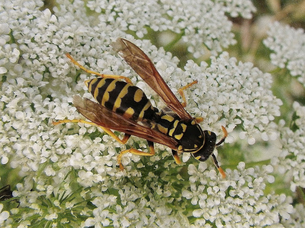 European Paper Wasp | Project Noah
