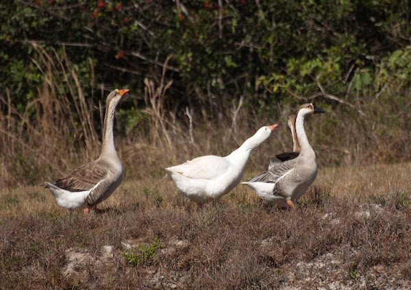 Swan/Geese hybrids with possible wild | Project Noah