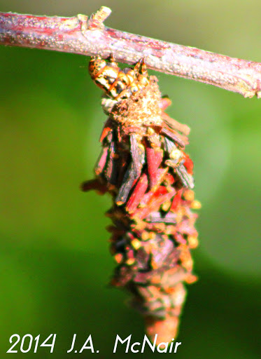 Abbott's Bagworm Moth (caterpillar) | Project Noah