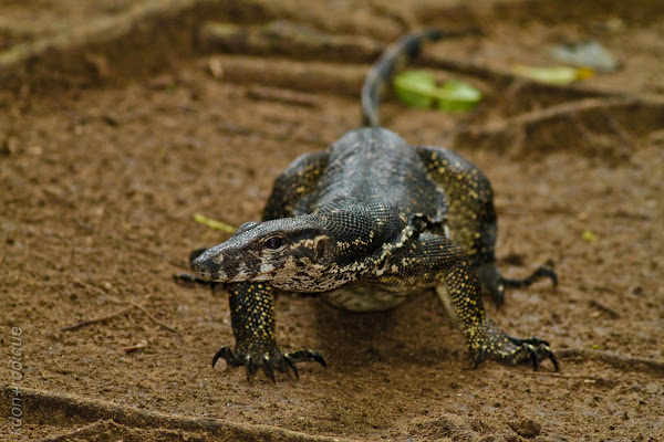 Palawan Water Monitor Lizard | Project Noah