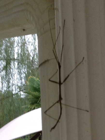 Stick insect | Project Noah