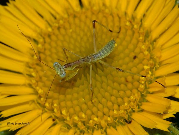 Mantis nymph | Project Noah
