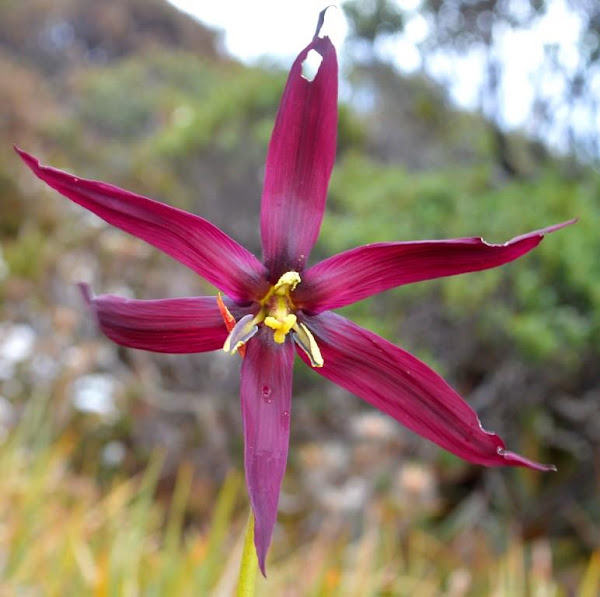 Tasmanian Purple Star | Project Noah
