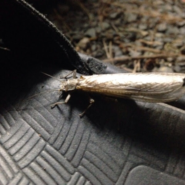 Spotting | Project Noah