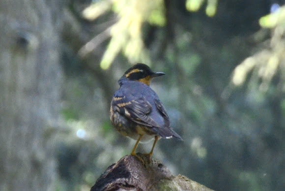 Varied Thrush | Project Noah