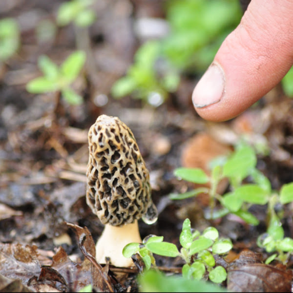 Gray Morel | Project Noah