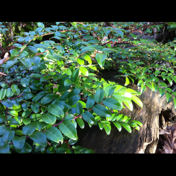 Evergreen huckleberry | Project Noah