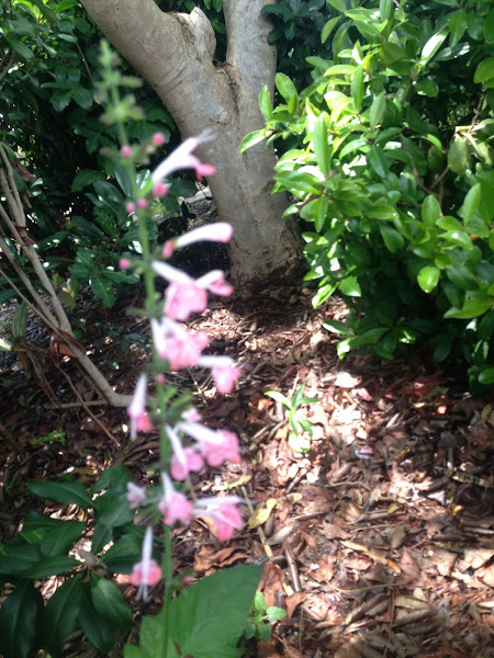 scorpion tail heliptrope | Project Noah